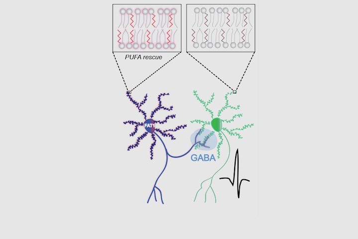 Fabien Ducrocq, Pierre Trifilieff et al in Cell Metabolism - Bordeaux ...