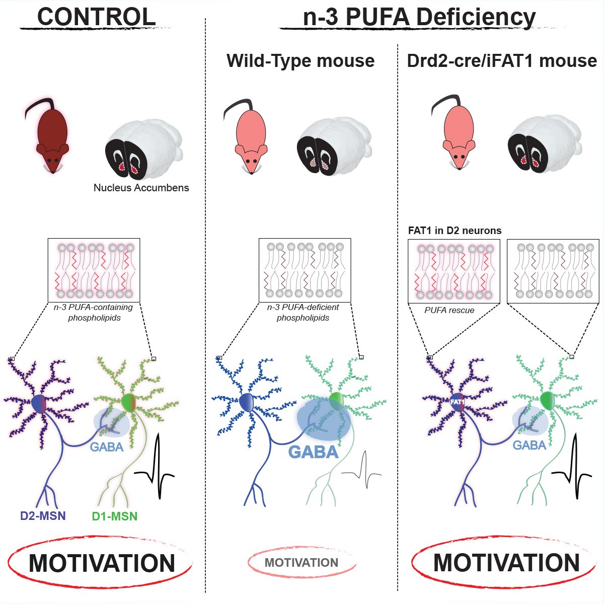 Fabien Ducrocq, Pierre Trifilieff et al in Cell Metabolism - Bordeaux ...