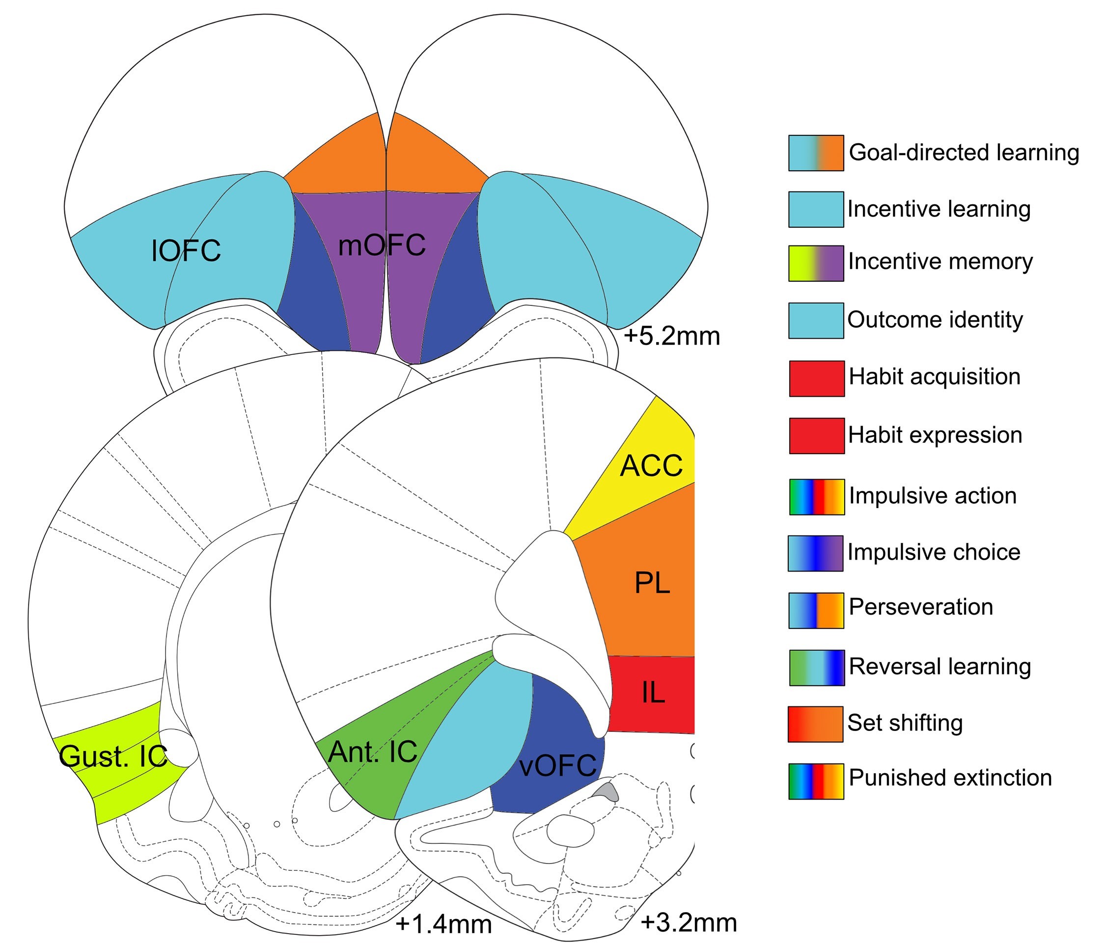 Shauna Parkes et al in Neurosci Biobehav Rev - Bordeaux Neurocampus